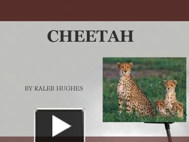 PPT – CHEETAH PowerPoint presentation | free to view - id: 63985-NTEyM