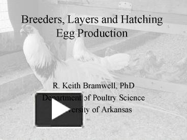 Breeders, Layers and Hatching Egg Production presentation | free to view