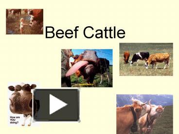 Beef Cattle presentation | free to view