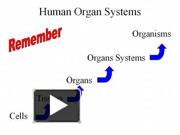 Human Organ Systems presentation | free to download