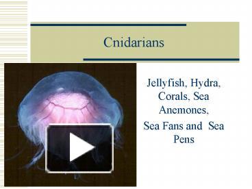 PPT – Cnidarians PowerPoint presentation | free to view - id: 64916e-NWM4M