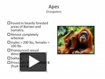 Apes Orangutans presentation | free to download