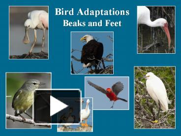 Bird Adaptations Beaks and Feet presentation | free to download