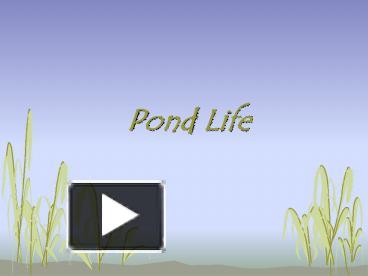 PPT – Pond Life PowerPoint presentation | free to download - id: 658794 ...