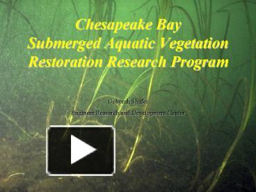 Chesapeake Bay Submerged Aquatic Vegetation Restoration Research ...