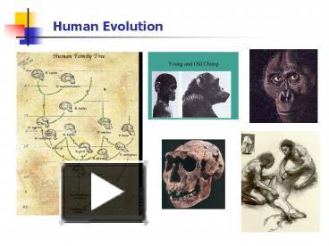Human Evolution presentation | free to download