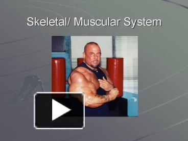 PPT – Skeletal/ Muscular System PowerPoint presentation | free to ...