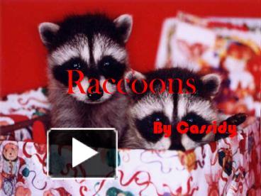 Raccoons presentation | free to view