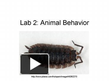 Lab 2: Animal Behavior presentation | free to view