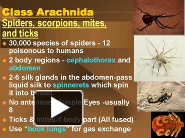 Class Arachnida Spiders, scorpions, mites, and ticks presentation ...
