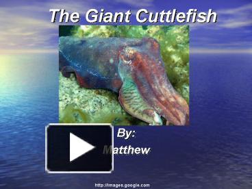 The Giant Cuttlefish presentation | free to view
