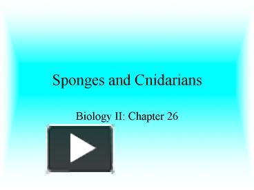 PPT – Sponges and Cnidarians PowerPoint presentation | free to download ...
