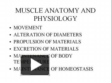 PPT – MUSCLE ANATOMY AND PHYSIOLOGY PowerPoint presentation | free to ...