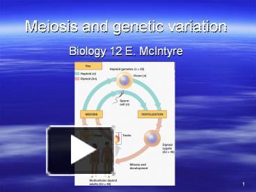 PPT – Meiosis and genetic variation PowerPoint presentation | free to ...