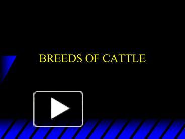 PPT – BREEDS OF CATTLE PowerPoint presentation | free to view - id ...