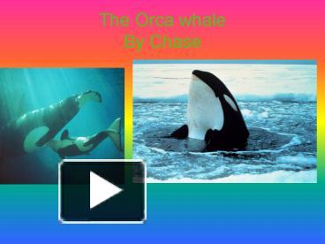 PPT – The Orca whale By Chase PowerPoint presentation | free to view ...