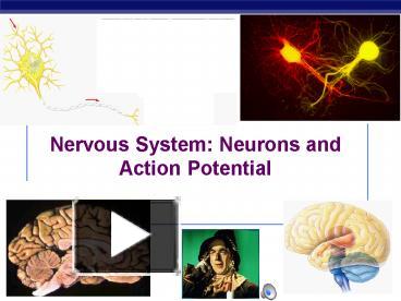 Nervous System: Neurons and Action Potential presentation | free to view