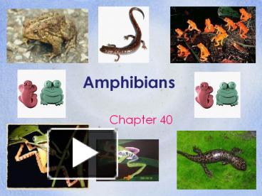 Amphibians presentation | free to download
