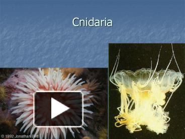 PPT – Cnidaria PowerPoint presentation | free to view - id: 6a6f9-ZDc1Z