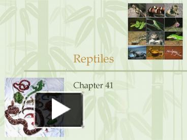 PPT – Reptiles PowerPoint presentation | free to download - id: 6a7468 ...