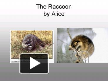 PPT – The Raccoon by Alice PowerPoint presentation | free to download ...