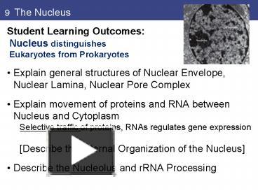 PPT – 9 The Nucleus PowerPoint presentation | free to view - id: 6b2885 ...