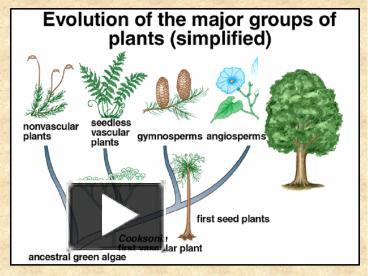PPT – Land Plants fall into two major groups PowerPoint presentation ...