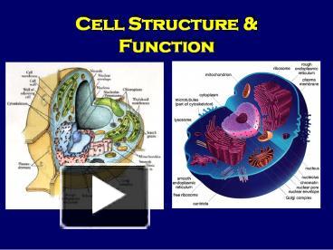 PPT – Cell Structure PowerPoint presentation | free to view - id ...