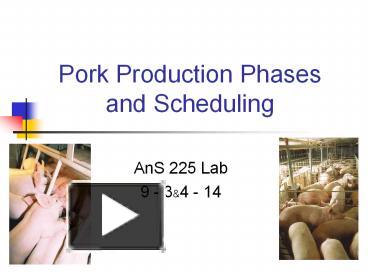 PPT – Pork Production Phases and Scheduling PowerPoint presentation ...