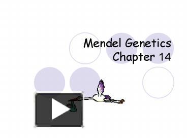 PPT – Mendel Genetics Chapter 14 PowerPoint presentation | free to ...