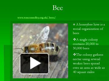 Bee presentation | free to download