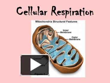 Cellular Respiration presentation | free to download