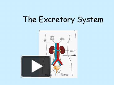 The Excretory System presentation | free to view