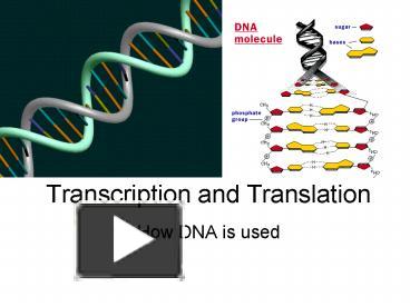 Transcription and Translation presentation | free to view