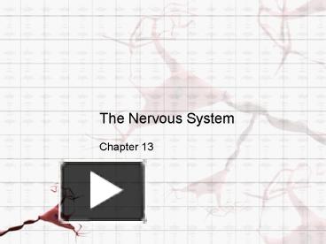 PPT – The Nervous System PowerPoint presentation | free to download ...
