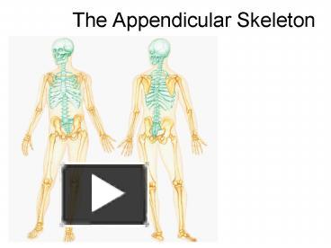 PPT – The Appendicular Skeleton PowerPoint presentation | free to view - id: 6c8684-MThhY