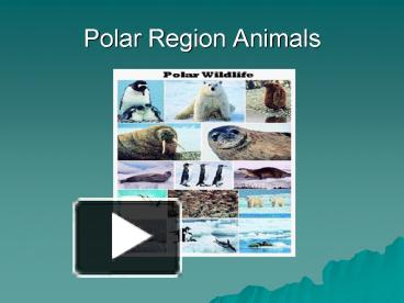 Polar Region Animals presentation | free to view