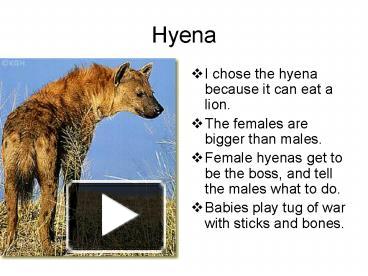 Hyena presentation | free to view