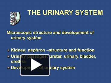 PPT – THE URINARY SYSTEM PowerPoint presentation | free to download ...