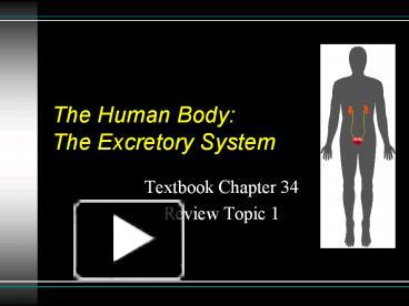 PPT – The Human Body: The Excretory System PowerPoint presentation ...