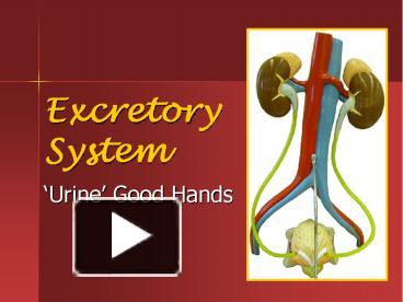 Excretory System presentation | free to download