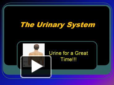The Urinary System presentation | free to download