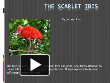 PPT – The Scarlet Ibis - no text PowerPoint presentation | free to view ...