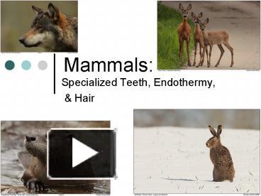 Mammals: presentation | free to download