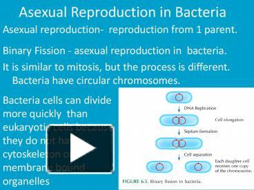 Asexual Reproduction In Bacteria