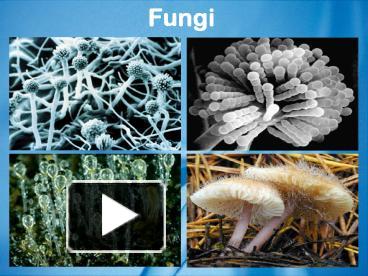 PPT – Fungi PowerPoint presentation | free to download - id: 6d75a5-OWEyZ