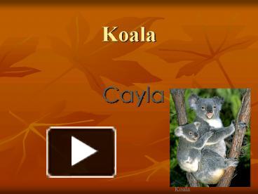 PPT – Koala PowerPoint presentation | free to view - id: 6d925-ZDc1Z
