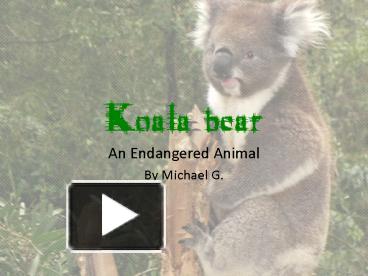 Koala bear presentation | free to view