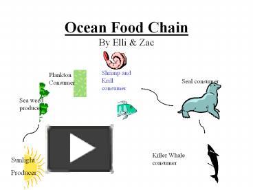 Ocean Food Chain By Elli presentation | free to download