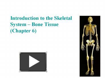Introduction to the Skeletal System presentation | free to view